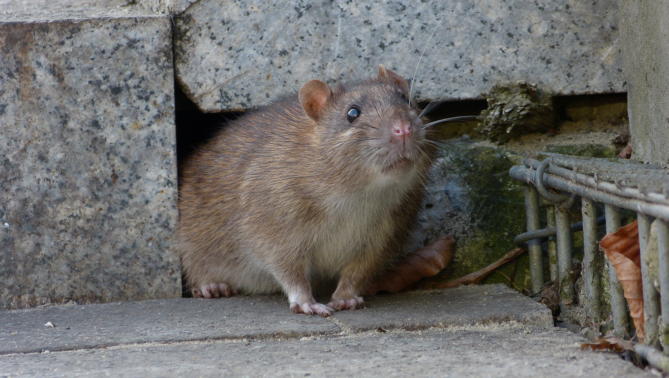 Manejo Integrado de Pragas: o que é e quais os benefícios dessa prática ...