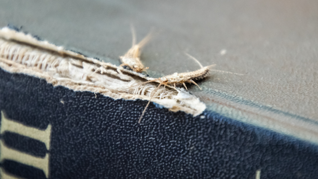 Como evitar infestações de traças - Insetkan